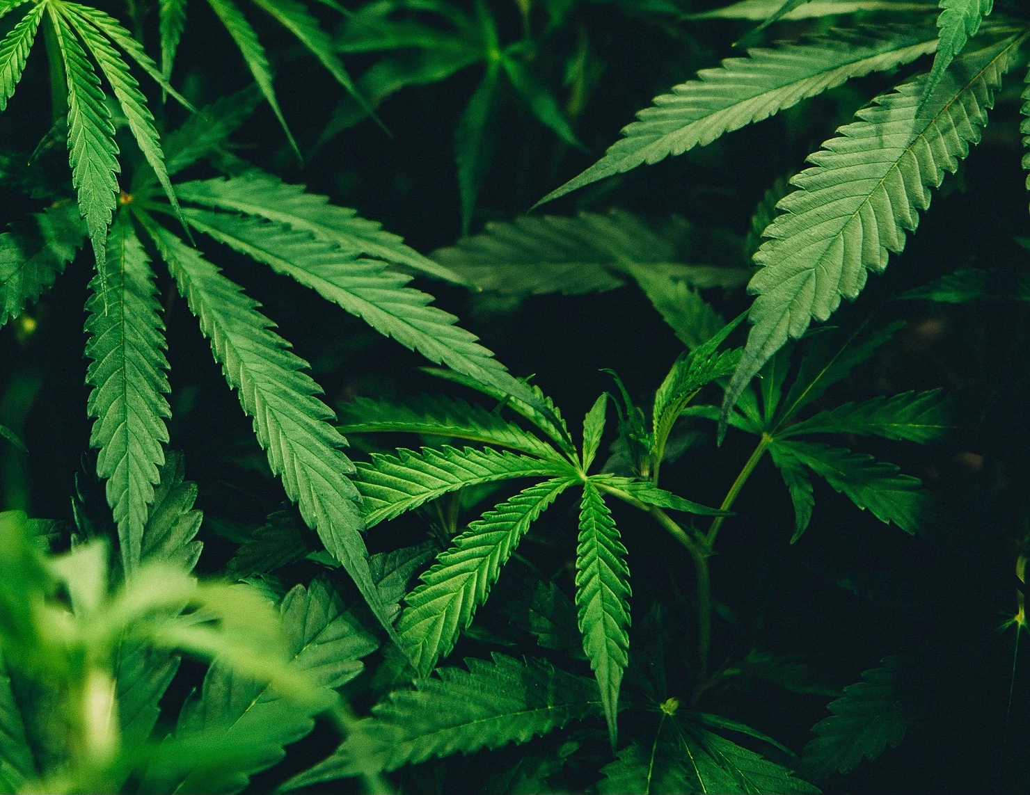 NEWS - Medical cannabis ETFs are on a high